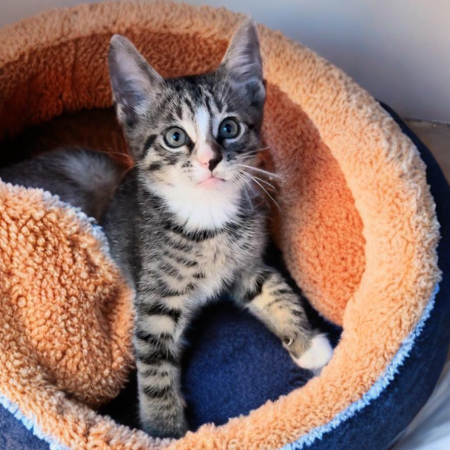 Cat for adoption - Killian, a Tabby & Domestic Short Hair Mix in Albany ...