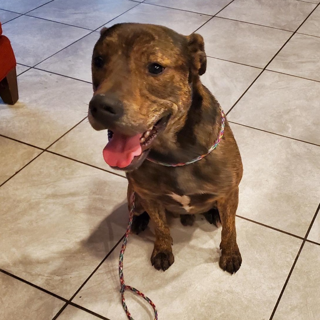 Dog for adoption - Landon, an American Staffordshire Terrier & Labrador ...