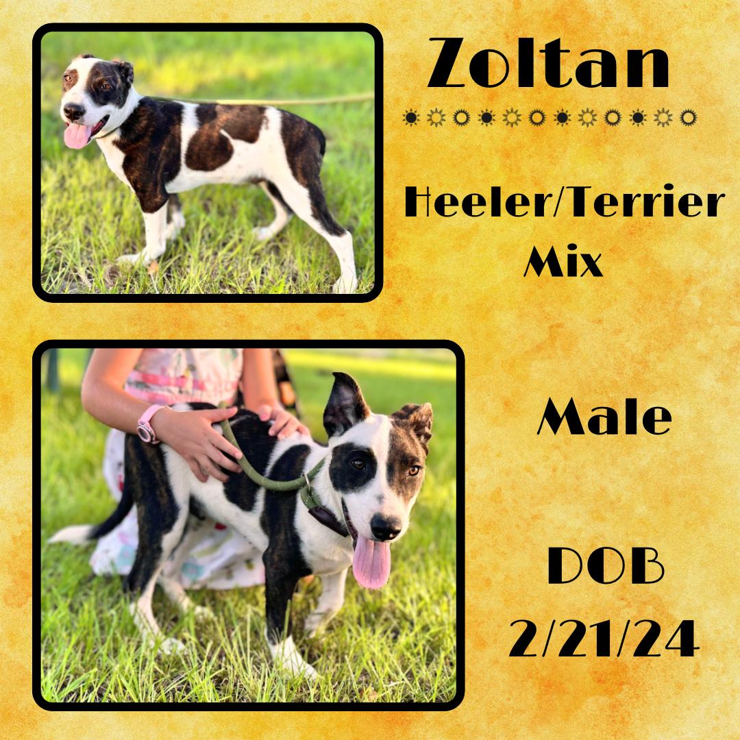 Dog for adoption - Zoltan, an Australian Cattle Dog / Blue Heeler & Terrier Mix in Downers Grove ...
