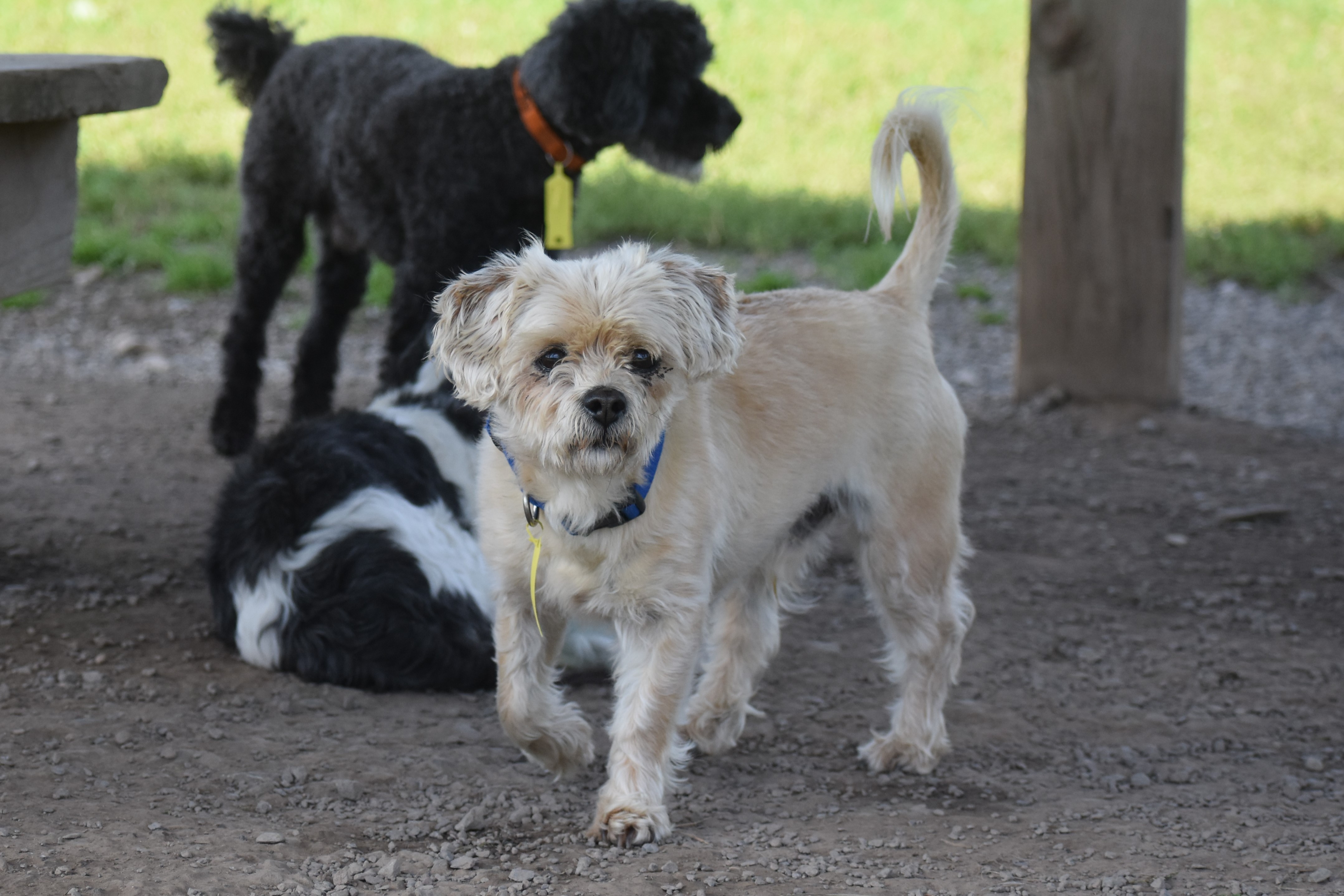 Dog for adoption - Manny, a Shih Tzu Mix in Union Dale, PA | Petfinder