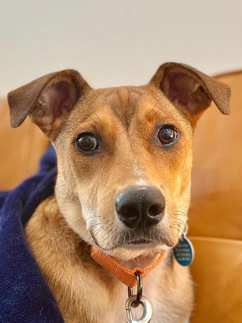 Dog for adoption - Colonel Mustard, a Patterdale Terrier / Fell Terrier ...