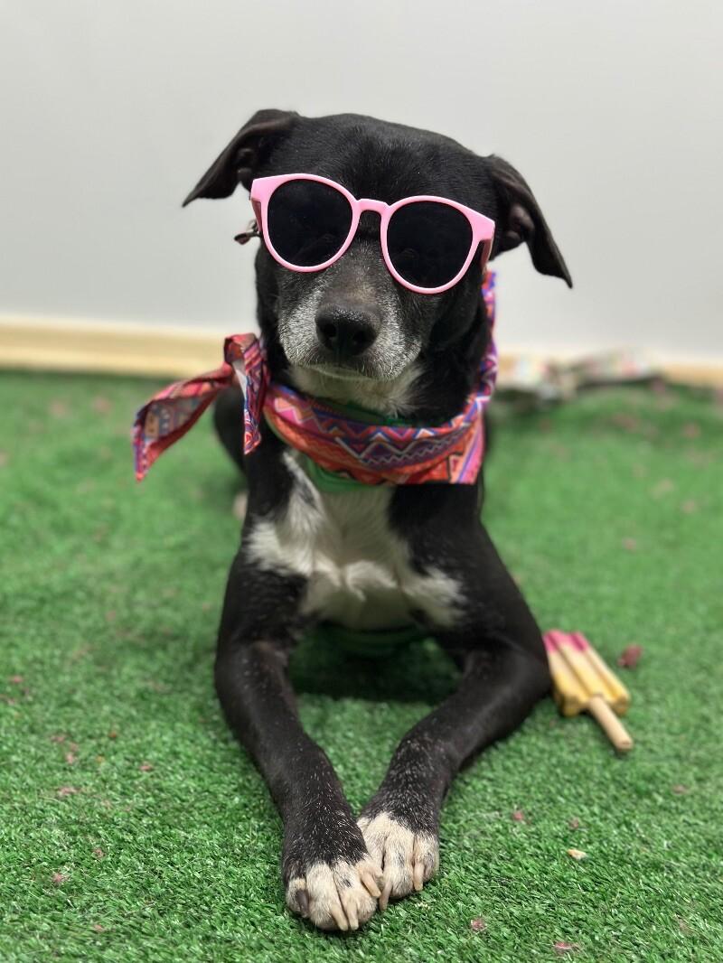 Dog for adoption - Will Smith, a Chihuahua Mix in Whittier, CA | Petfinder