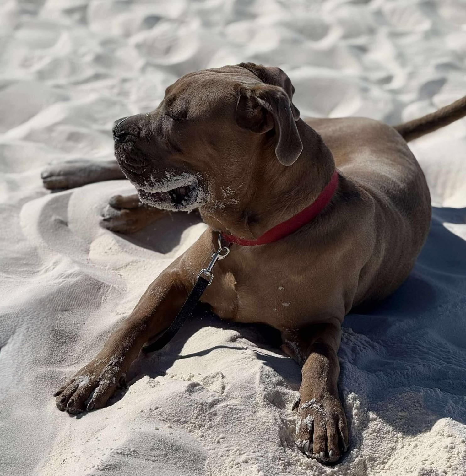 Dog for adoption - Theo, a Mastiff & Cane Corso Mix in Hagerstown, MD ...