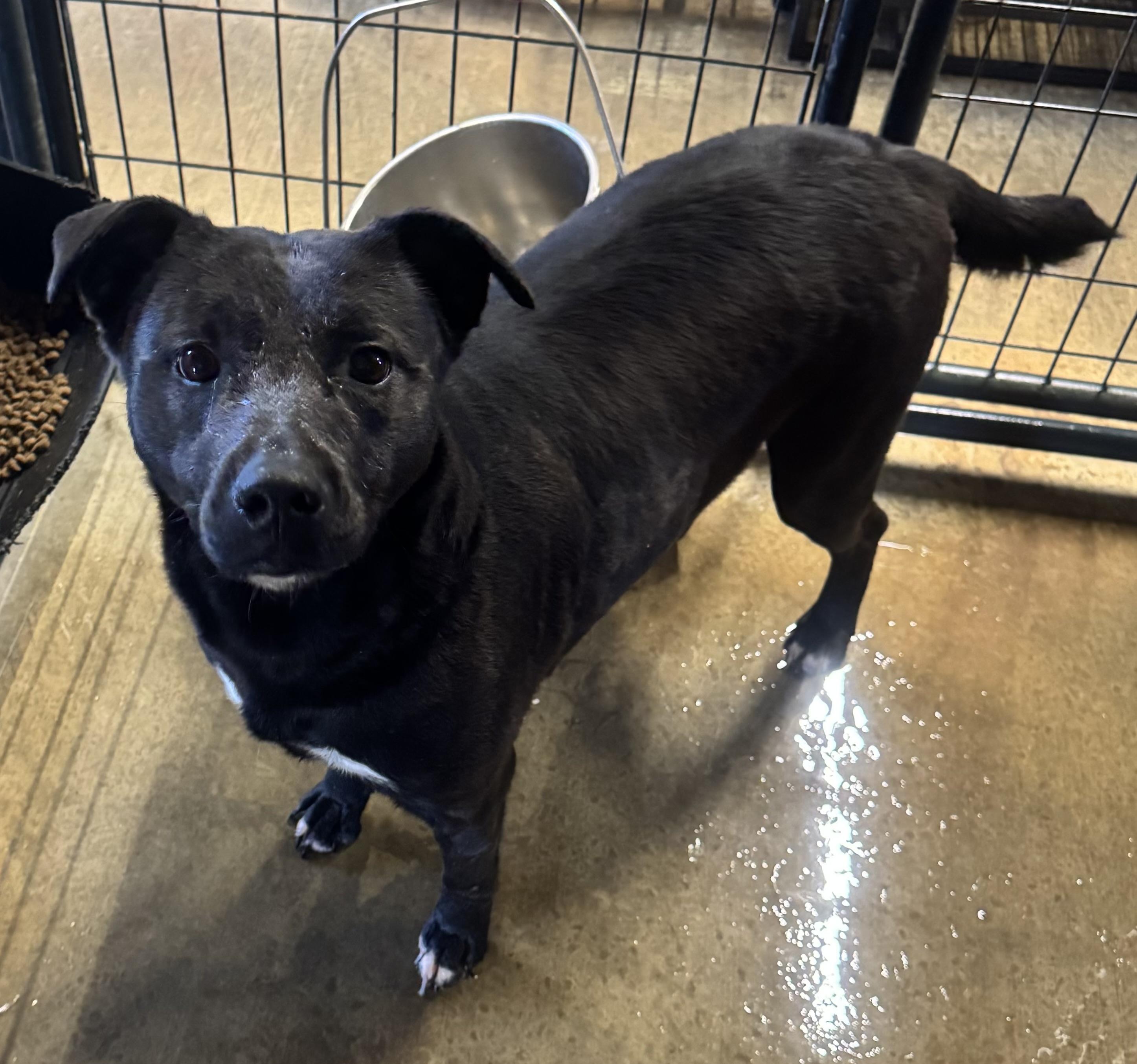 Dog for adoption - Sasha, a Black Labrador Retriever Mix in Aurora, CO | Petfinder