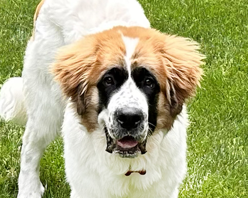 Dog for adoption - Mickey - St. Bernard/Pyr mix, a Saint Bernard ...
