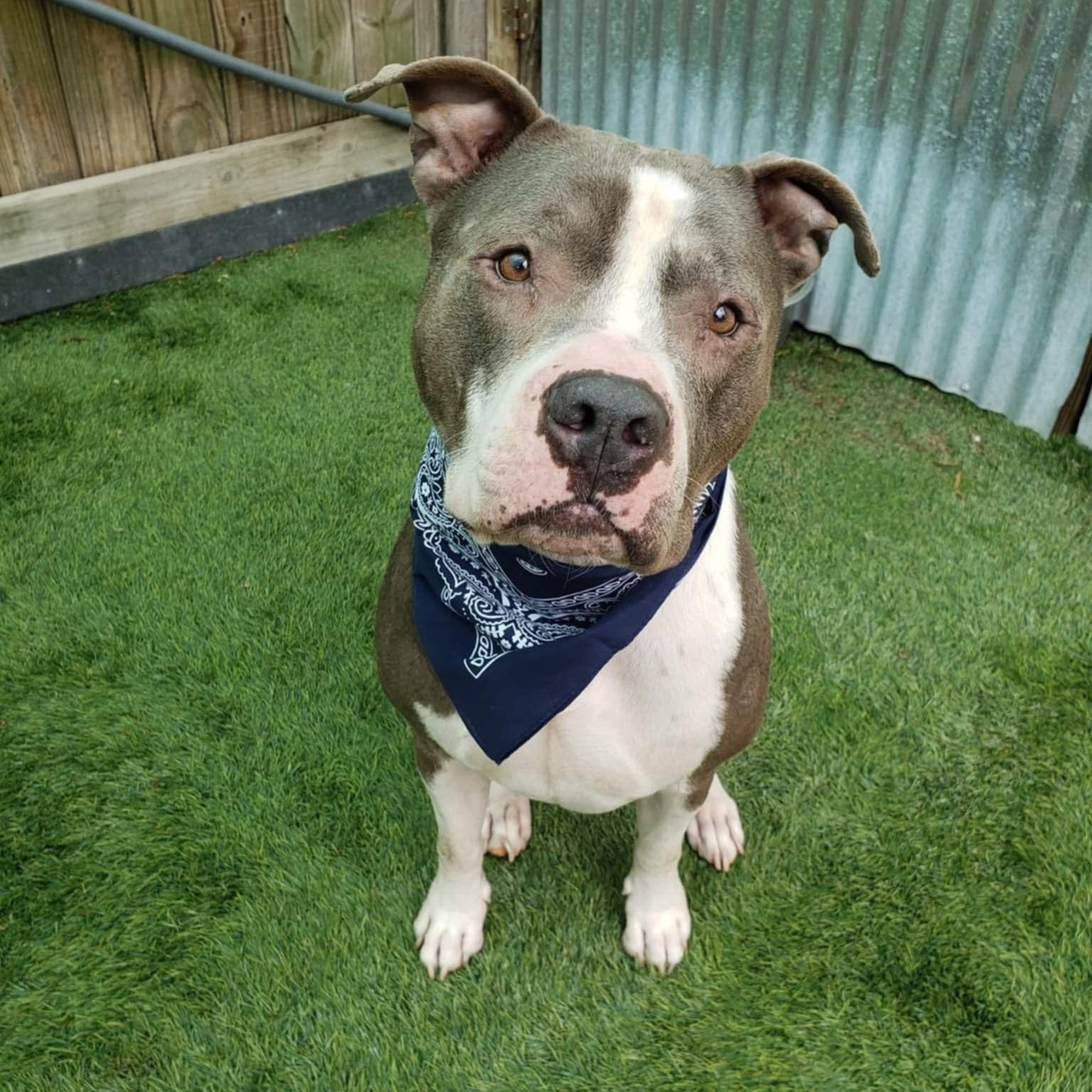 Dog for adoption - Tiny, an American Staffordshire Terrier Mix in ...