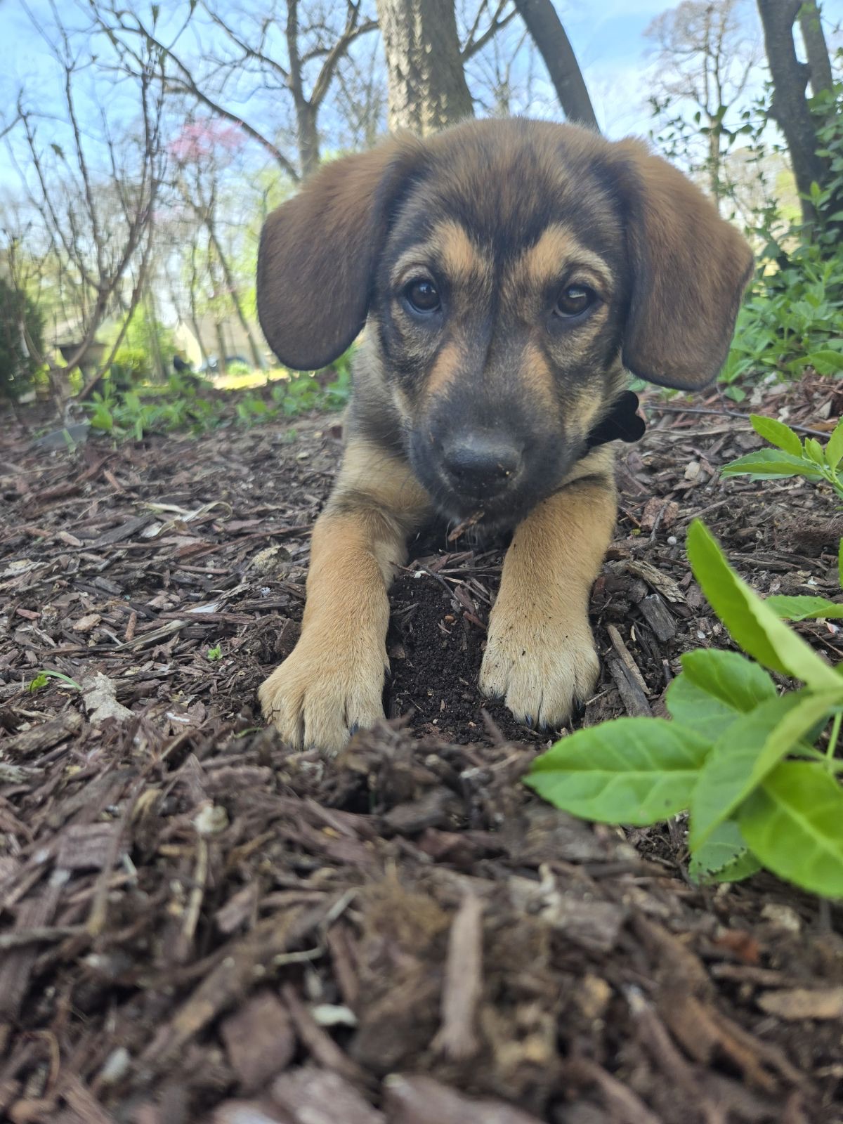 Available Dogs | Rescued Rascals