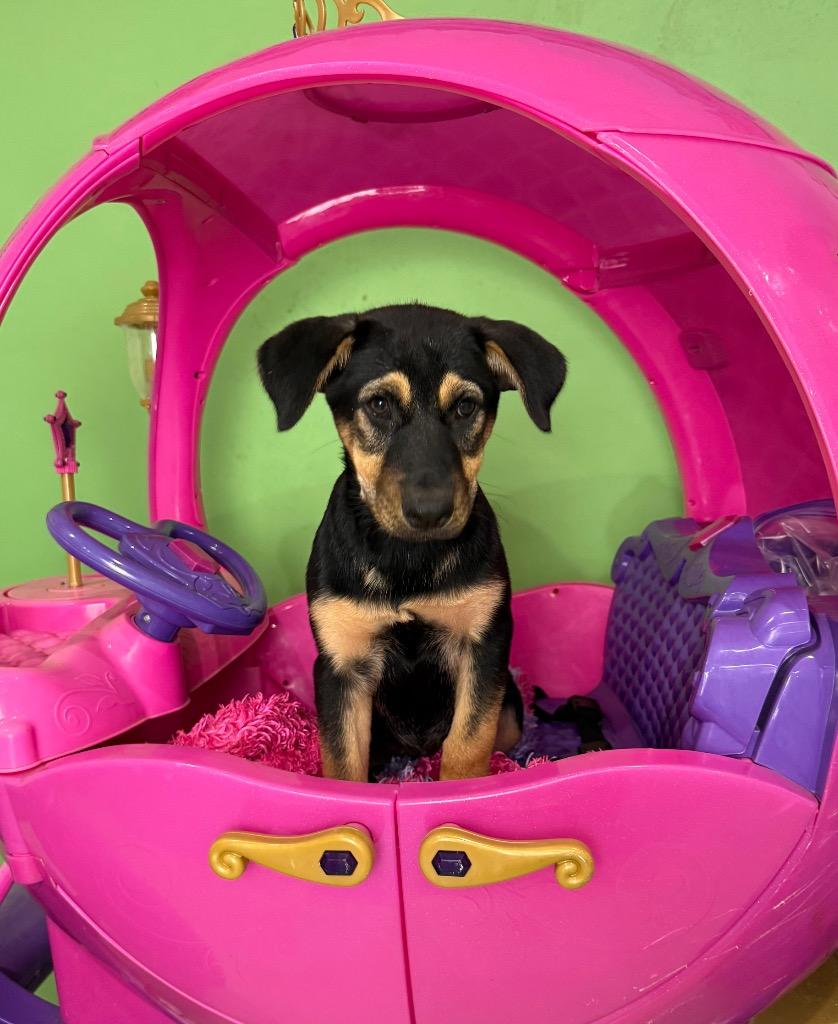 Dog for adoption - Sookie, a German Shepherd Dog & Rottweiler Mix in ...
