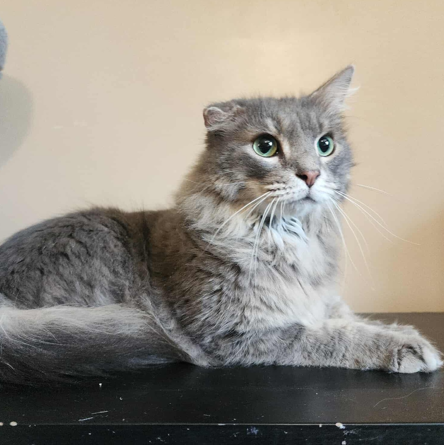 Cat for adoption - Evander, a Domestic Long Hair & Tabby Mix in ...