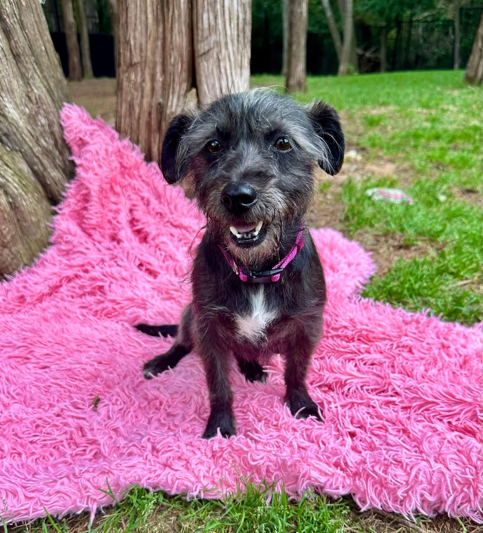 Dog for adoption - Kelsie, a Terrier Mix in Rockwall, TX | Petfinder