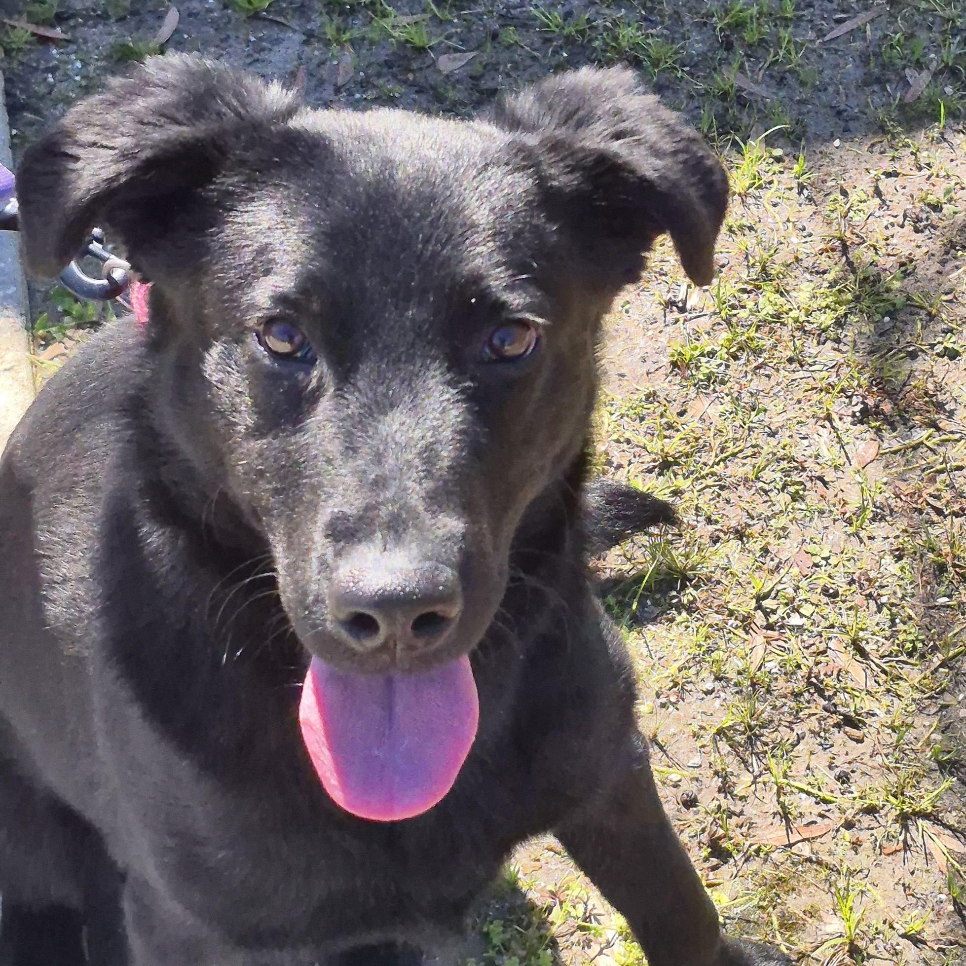 Dog for adoption - Hugsy, a Black Labrador Retriever Mix in Slidell, LA ...