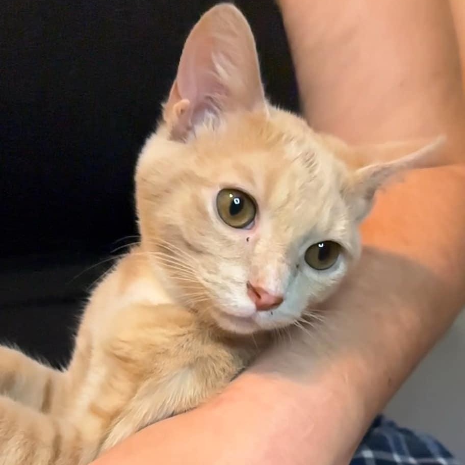 Cat for adoption - Sesame, a Tabby & Domestic Medium Hair Mix in ...