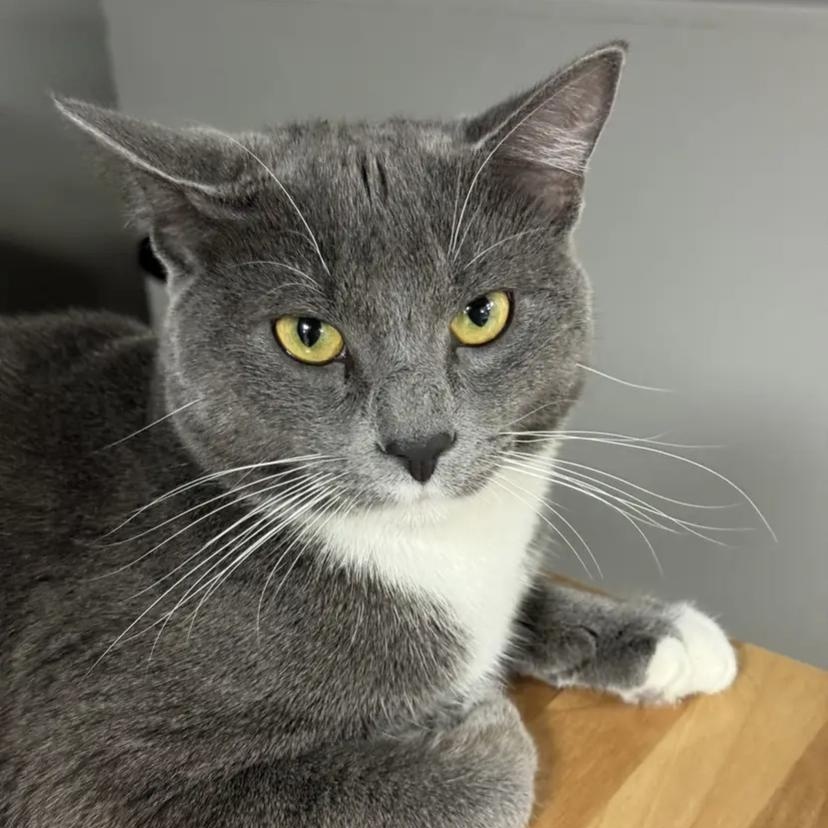 Cat for adoption - Connery, an American Shorthair in Hamburg, NY ...