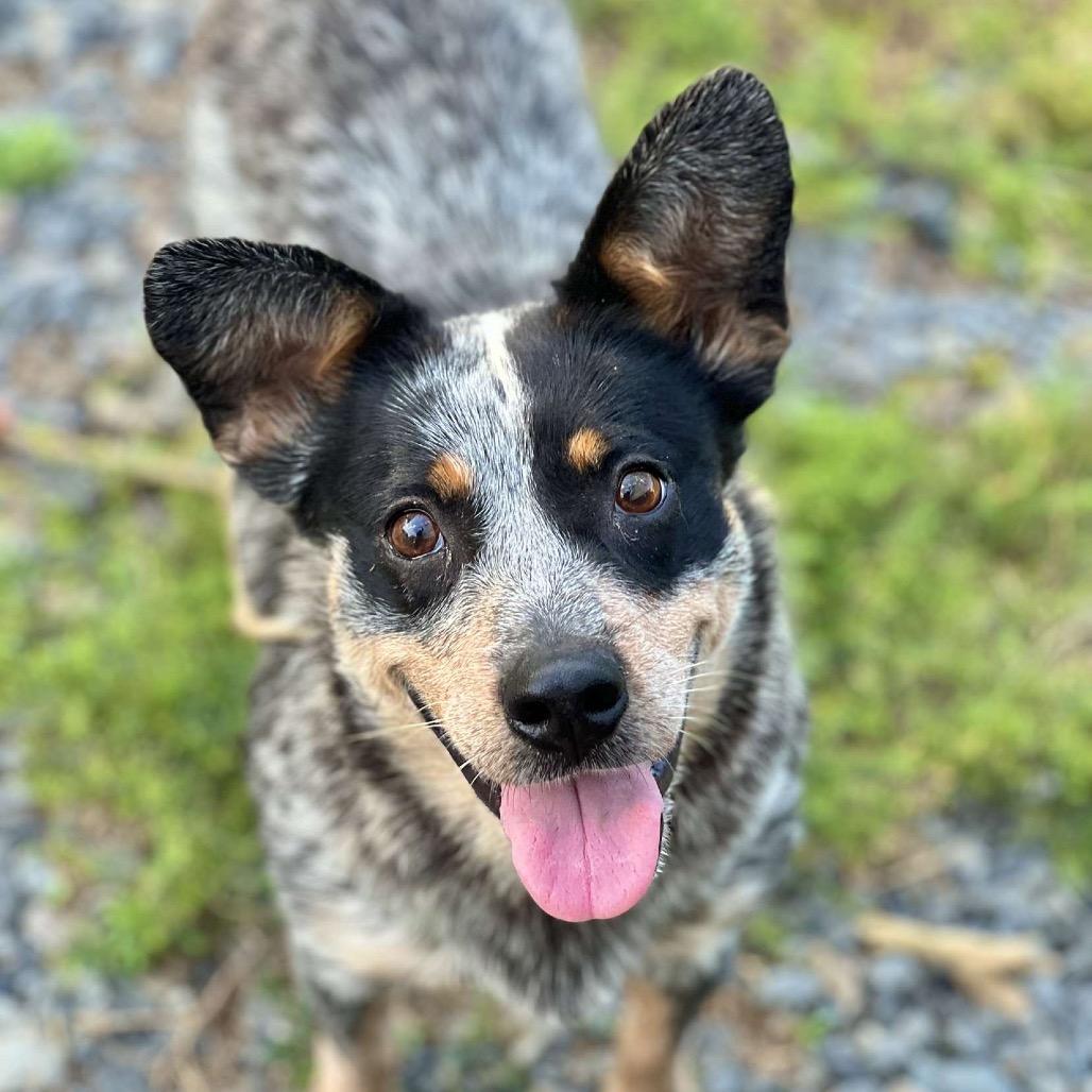 Dog for adoption - Spot, an Australian Cattle Dog / Blue Heeler Mix in ...