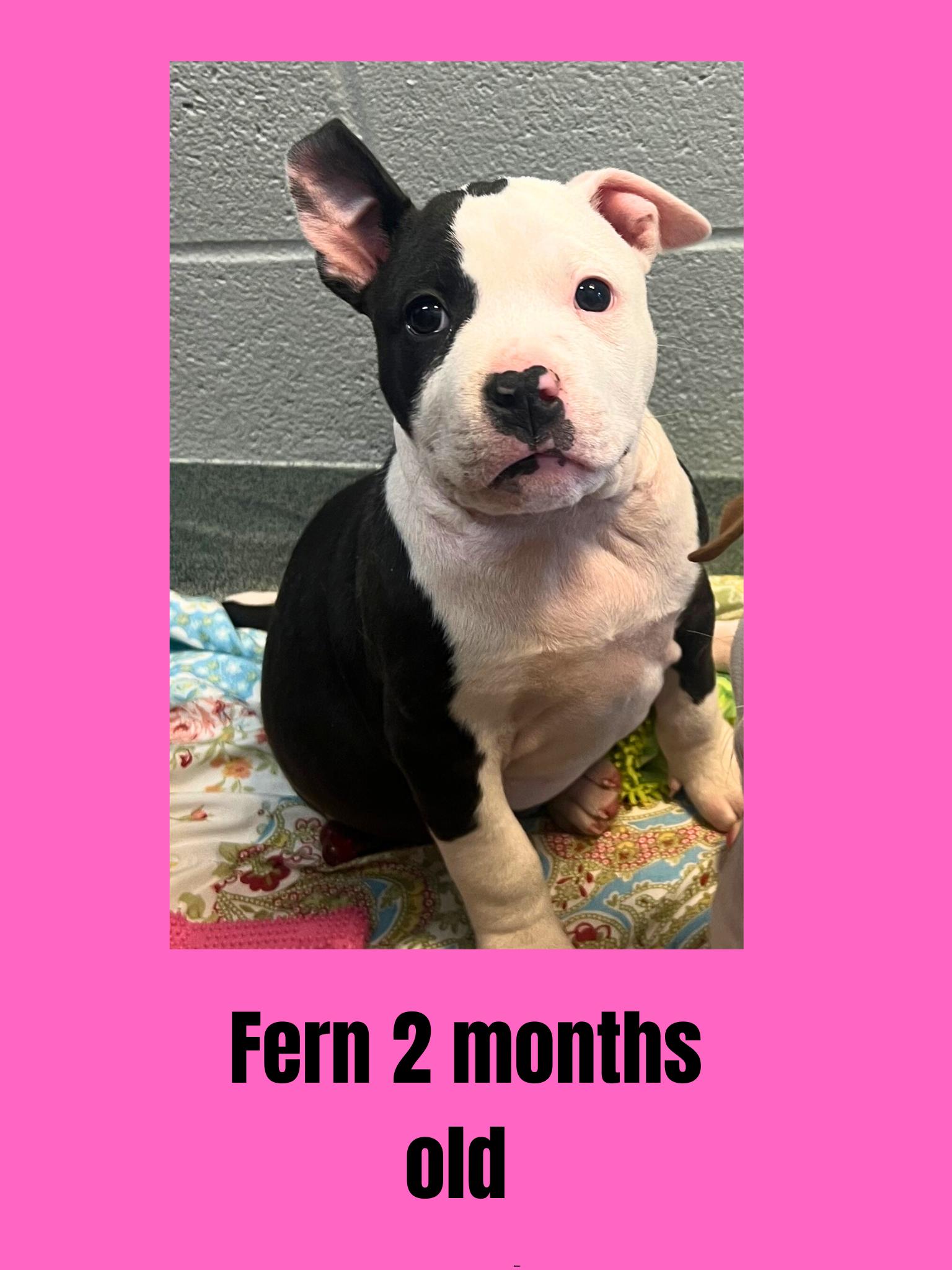 Dog for adoption - Fern, a Mixed Breed in Ravenna, OH | Petfinder