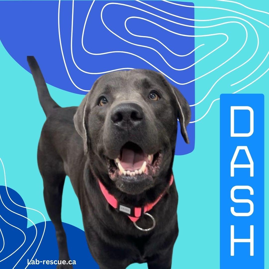 Dog for adoption - Dash, a Black Labrador Retriever in Oakville, ON | Petfinder