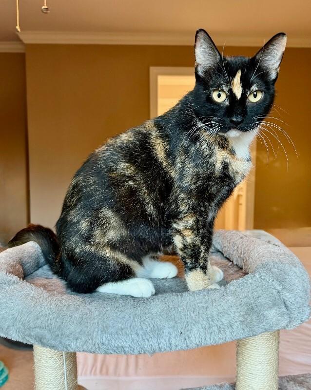 Cat for adoption - Sugar Pereira, a Domestic Short Hair Mix in Portage ...