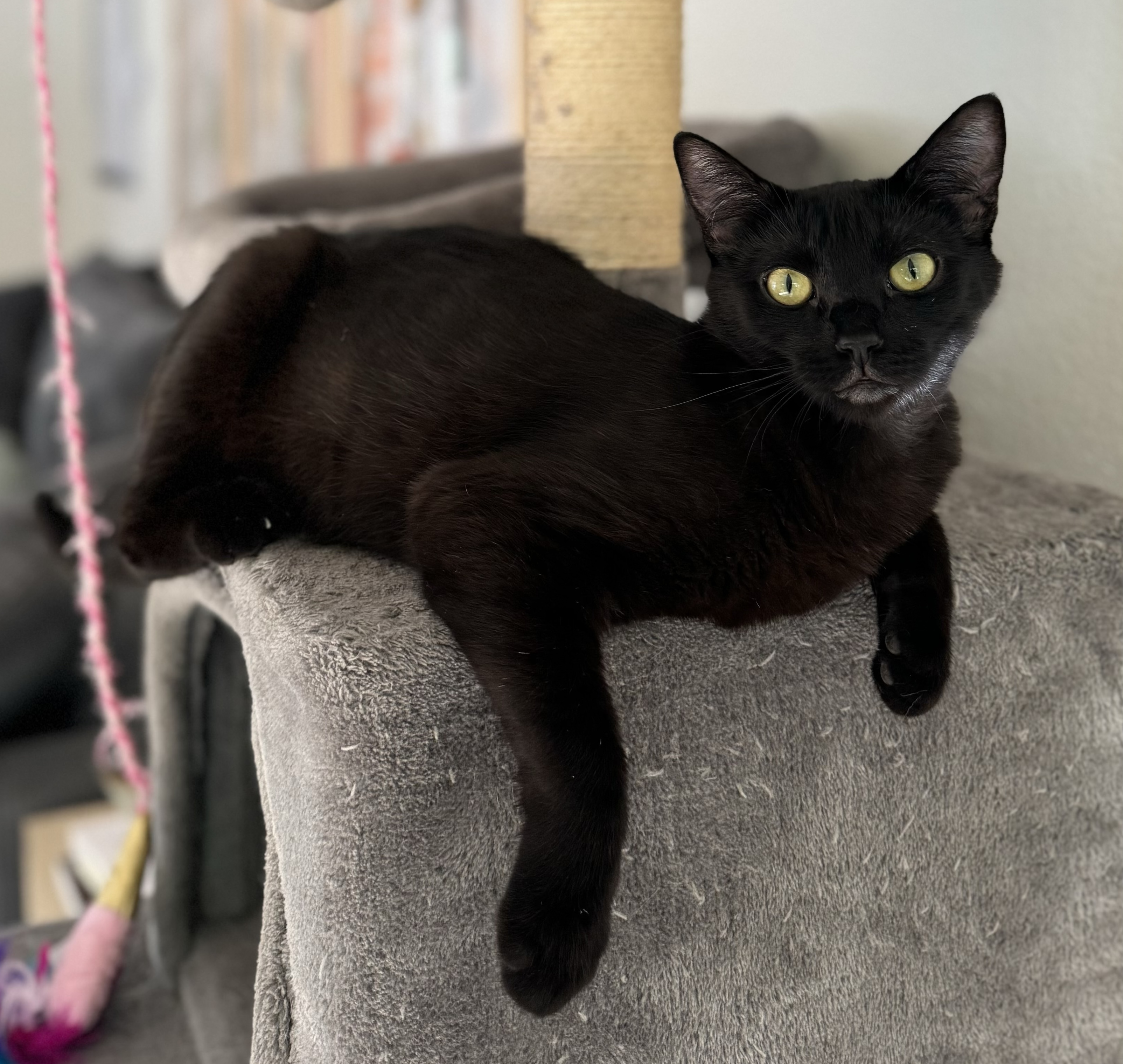 Cat for adoption - Roxanna, a Domestic Short Hair in Los Angeles, CA ...