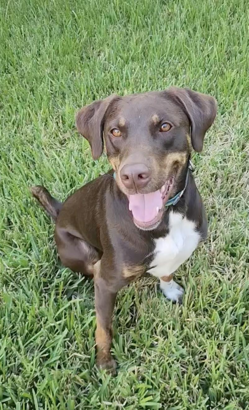 Dog for adoption - Taco, a Doberman Pinscher & Labrador Retriever Mix in Providence, RI | Petfinder