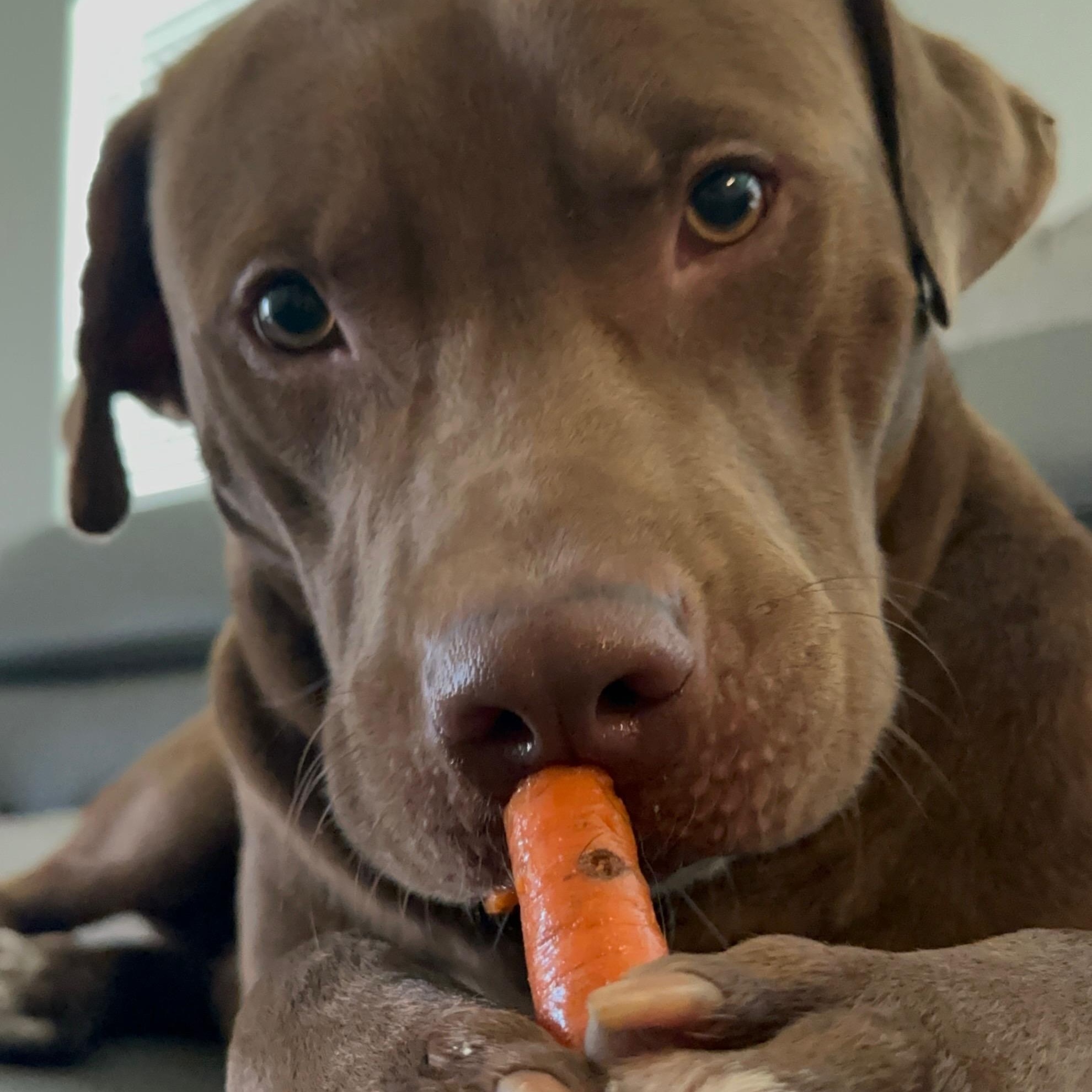 Dog for adoption - Ariel, a Mixed Breed in Springfield , MO | Petfinder