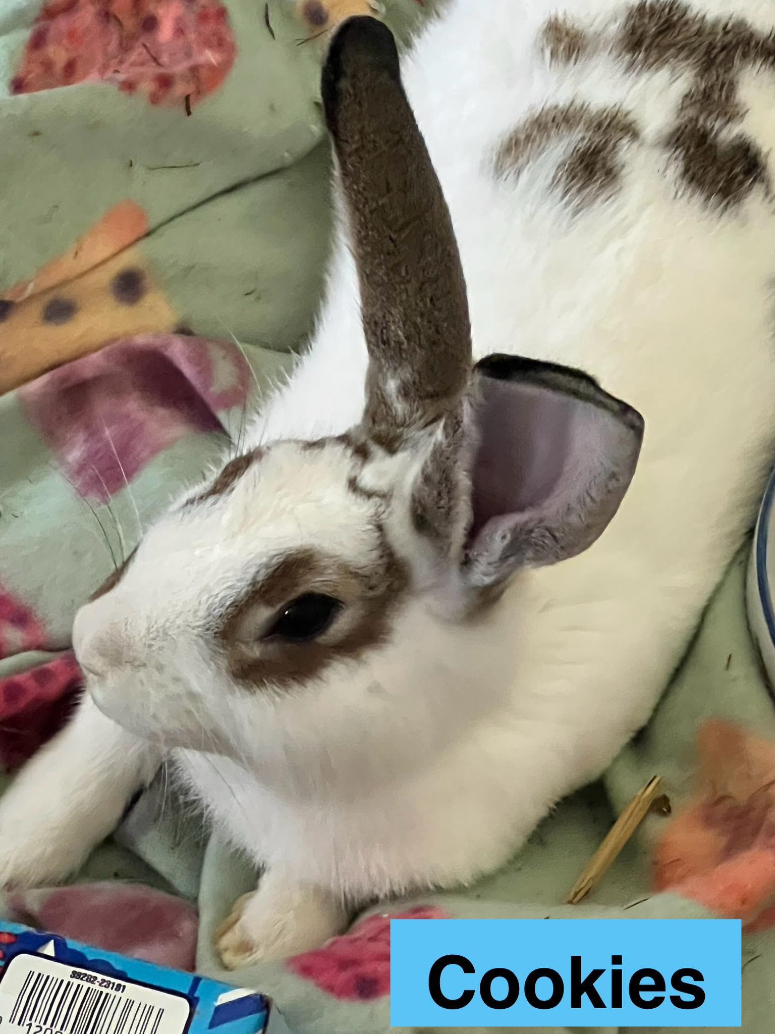 Rabbit for adoption - Cookies, an English Spot & Bunny Rabbit Mix in ...