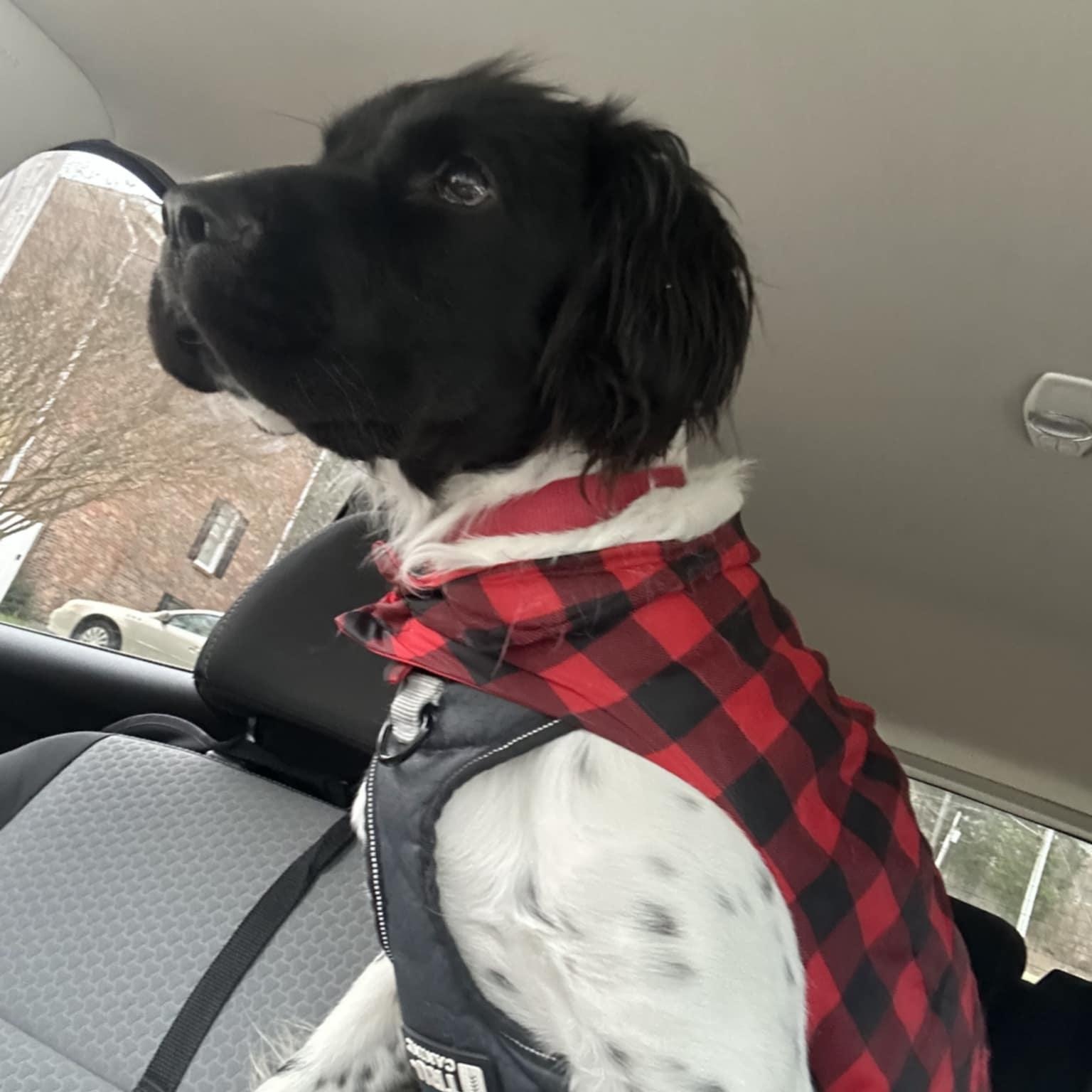 Dog for adoption - Odie, an English Springer Spaniel & Boxer Mix in ...