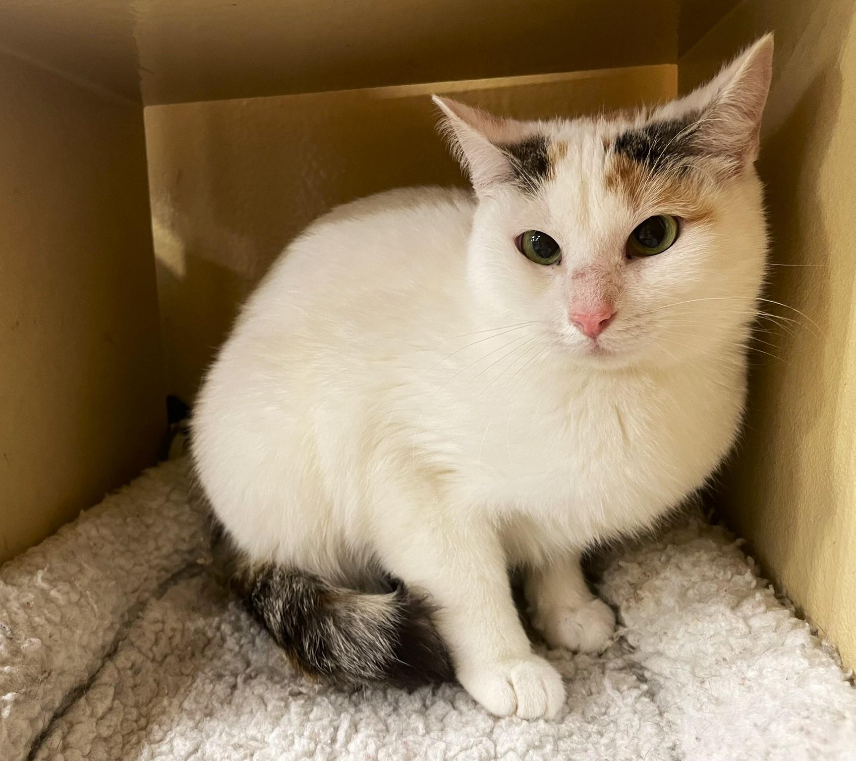 Cat for adoption - Penelope, a Calico & Tabby Mix in Taylor, MI | Petfinder