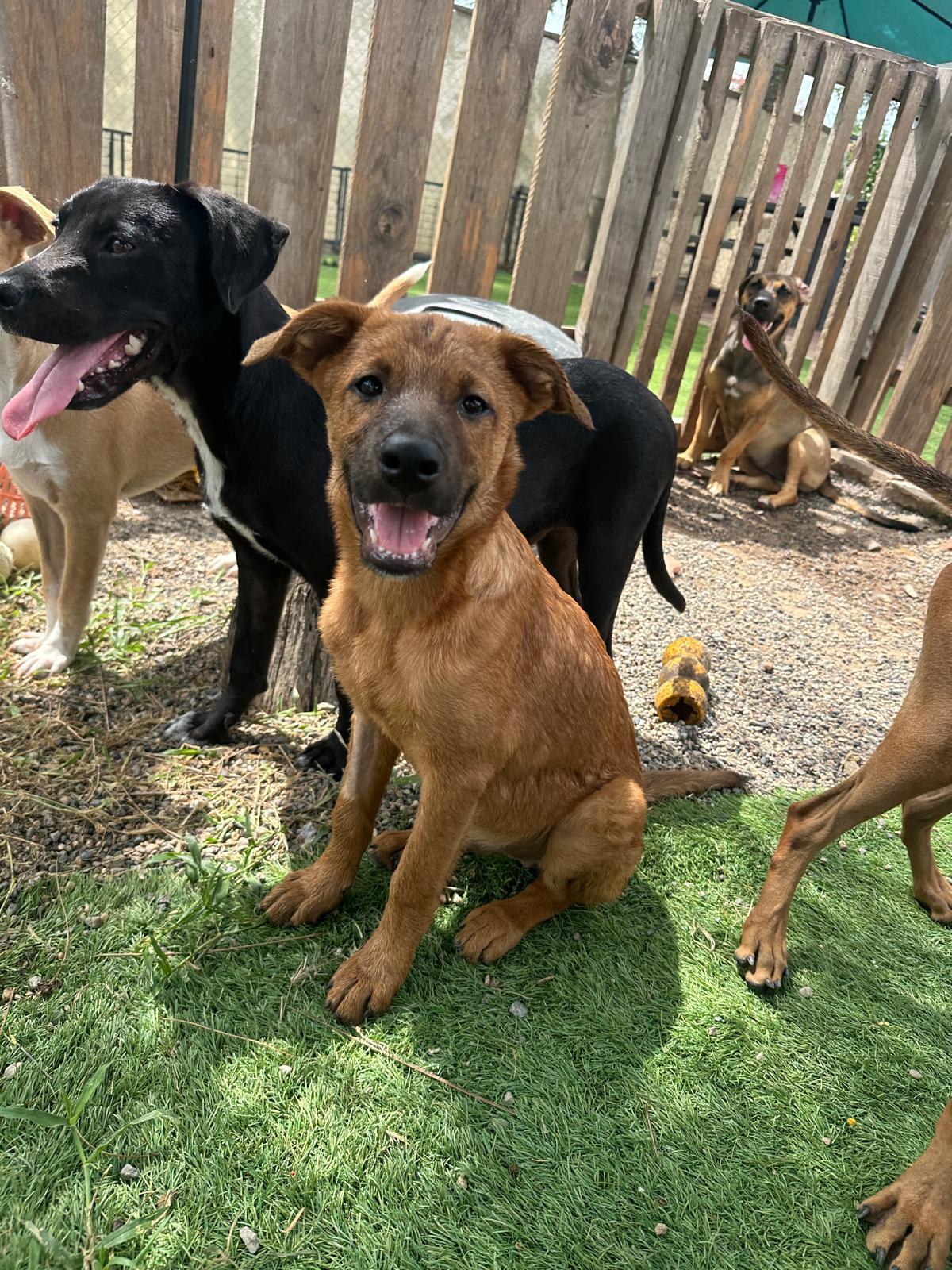 Dog for adoption - Terrón, a Mixed Breed in Los Angeles, CA | Petfinder