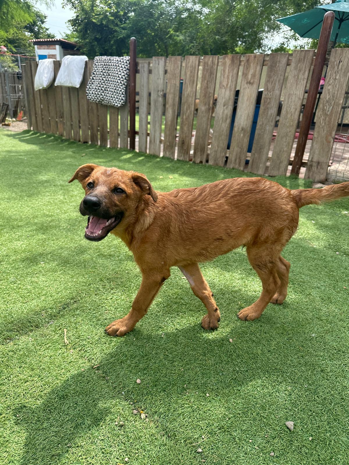 Dog for adoption - Terrón, a Mixed Breed in Los Angeles, CA | Petfinder