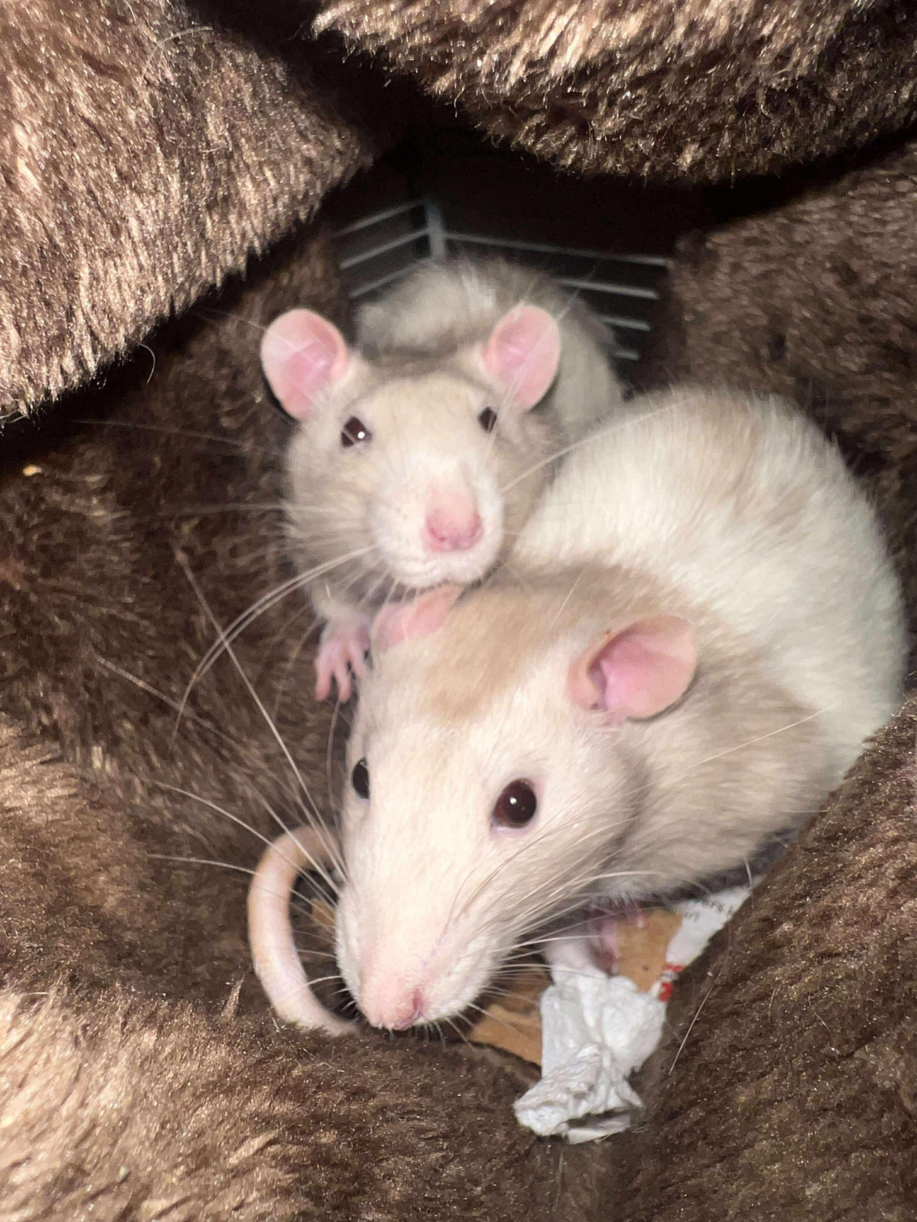 Rat for adoption - The Soup Mischief- Gumbo, Chowder, Chili, Miso, a ...