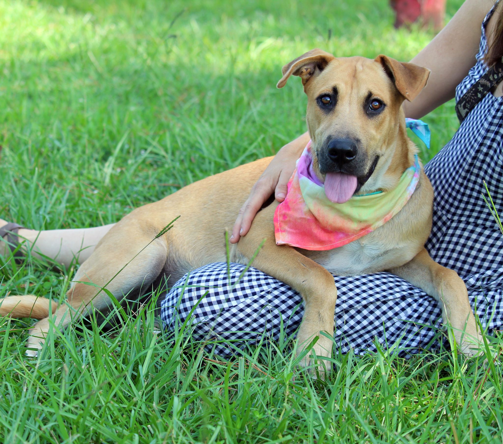 Dog for adoption - Bailee, an Anatolian Shepherd Mix in Staunton, VA ...