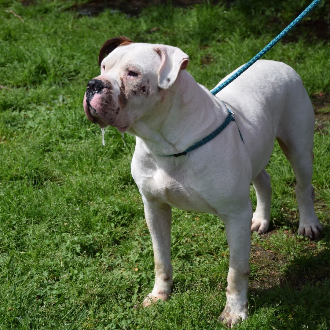 Dog for adoption - Hercules, an American Bulldog in Anniston, AL ...