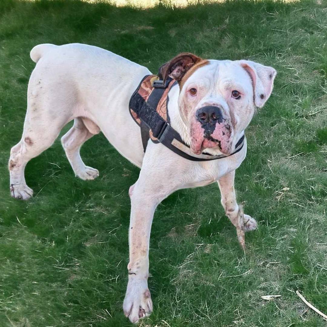 Dog for adoption - Hercules, an American Bulldog in Anniston, AL ...