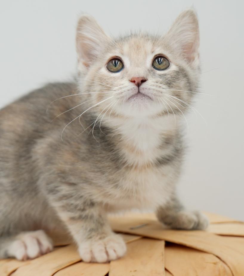 Cat for adoption - Briley is a beauty inside and out! Floof!, a Dilute ...