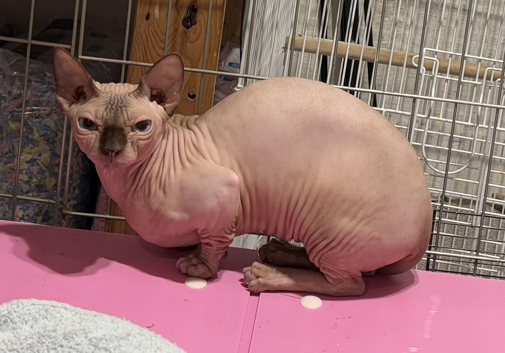 Cat for adoption - Sun & Sambucca, a Sphynx / Hairless Cat & Munchkin ...