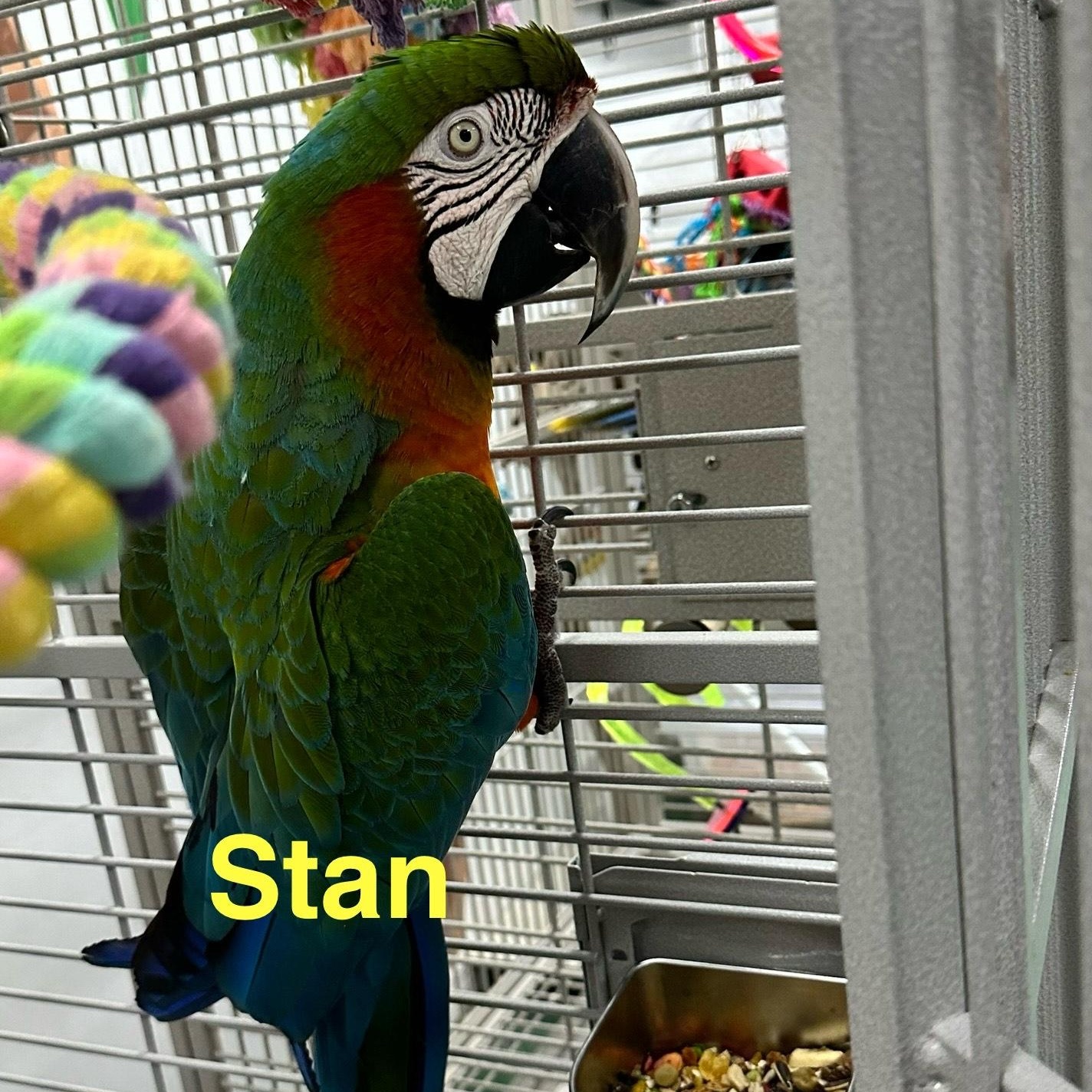 Parrot for adoption - Stan The Harlequin Macaw, a Macaw in Punta Gorda ...