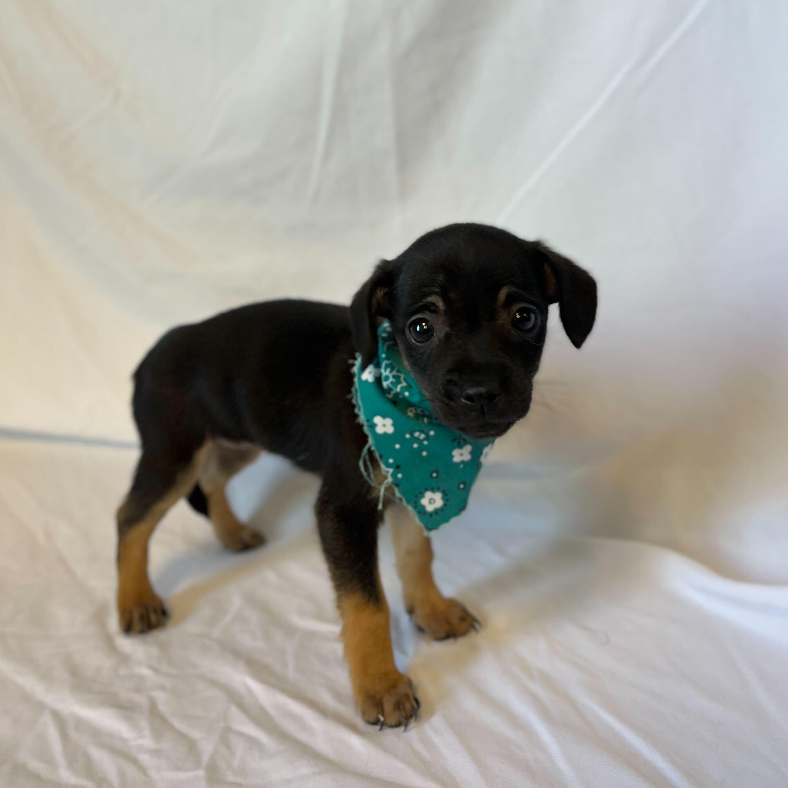 Dog for adoption - Goo, a Mixed Breed in Canal Winchester, OH | Petfinder