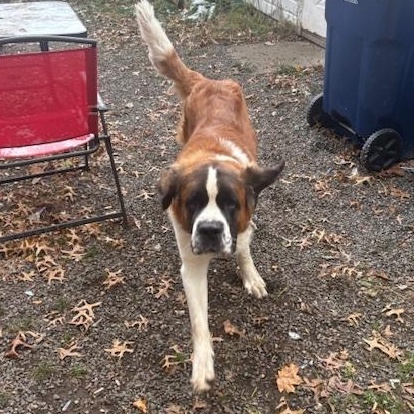 Dog for adoption - Obi (COURTESY POST), a Saint Bernard in Sparta, WI ...
