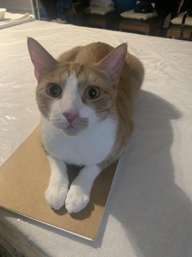 Cat for adoption - Canelo, a Tabby & Domestic Short Hair Mix in ...