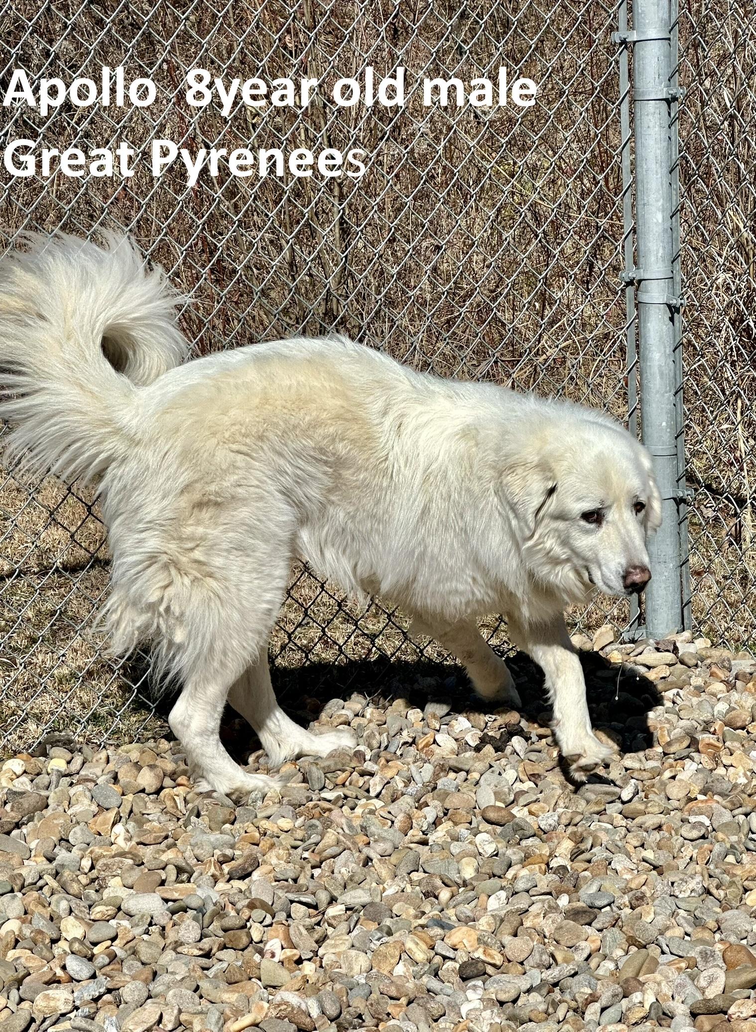 Dog for adoption - Apollo, a Great Pyrenees in Claremont, NC | Petfinder