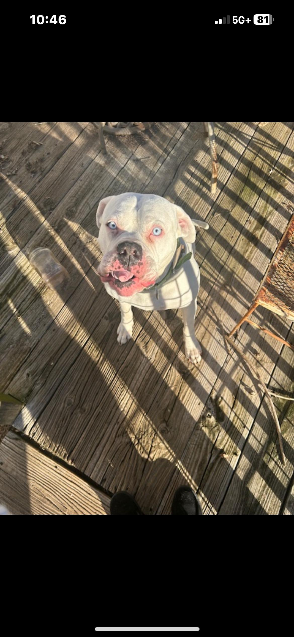 Dog for adoption - 25-0089 "Daygo", a Boxer & Mastiff Mix in ...