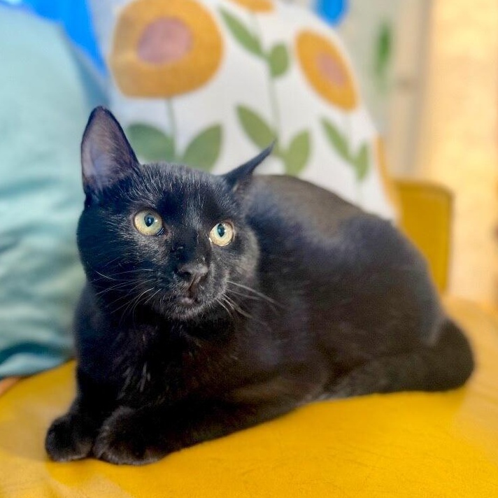 Cat for adoption - Willis Hartz, a Domestic Short Hair Mix in Hartford ...