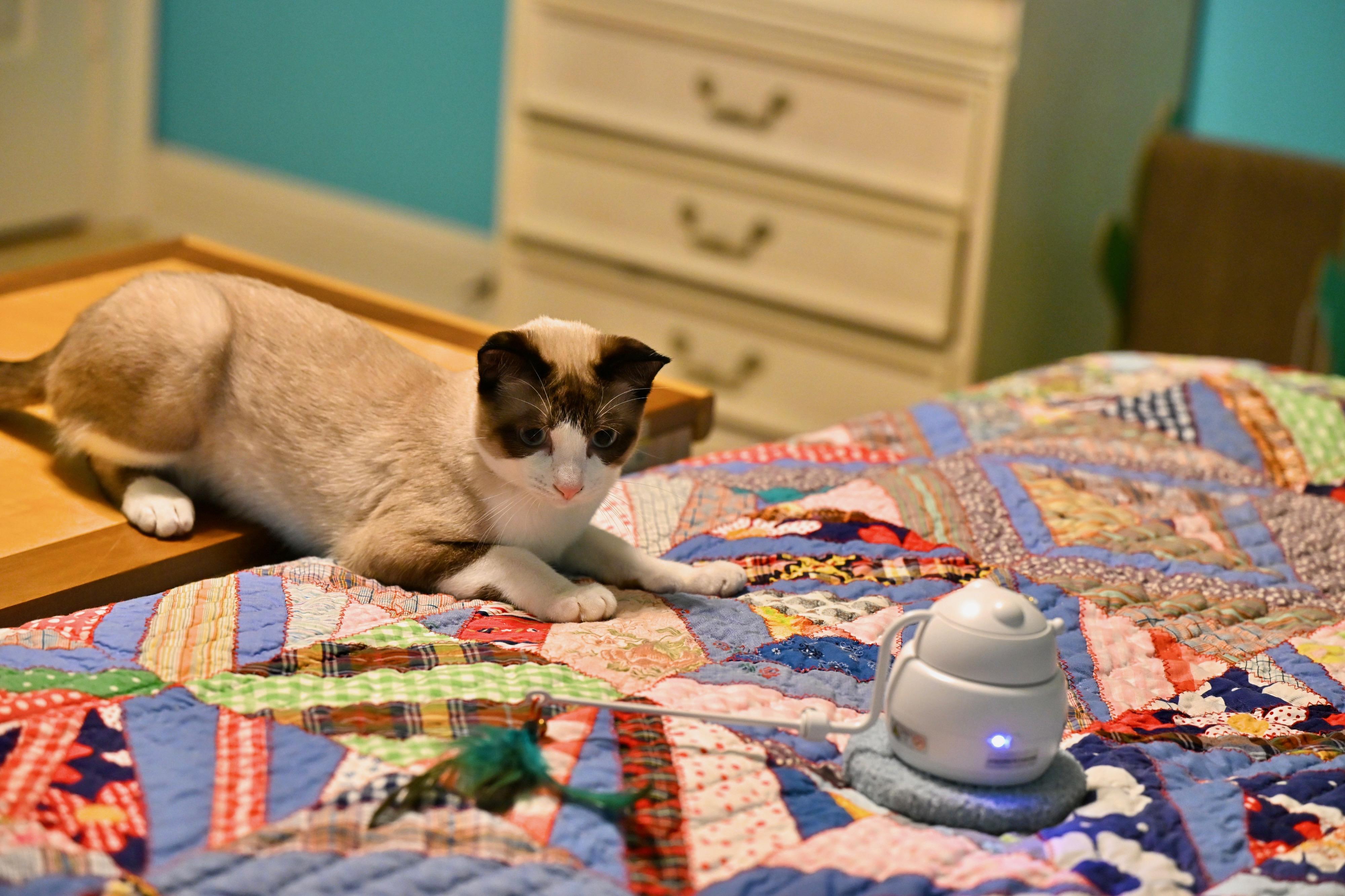 Cat for adoption - Max Dennison, a Siamese & Snowshoe Mix in Providence, RI | Petfinder