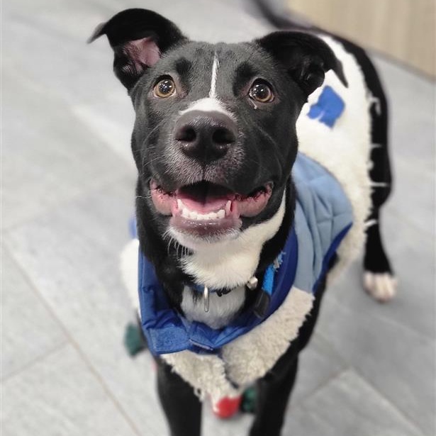 Dog for adoption - Chipper, a Mixed Breed in Cooperstown, NY | Petfinder