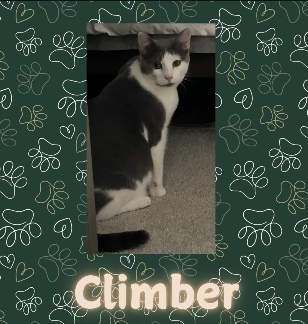 Cat for adoption - Climber =^.^=, a Domestic Short Hair in Jacksonville ...