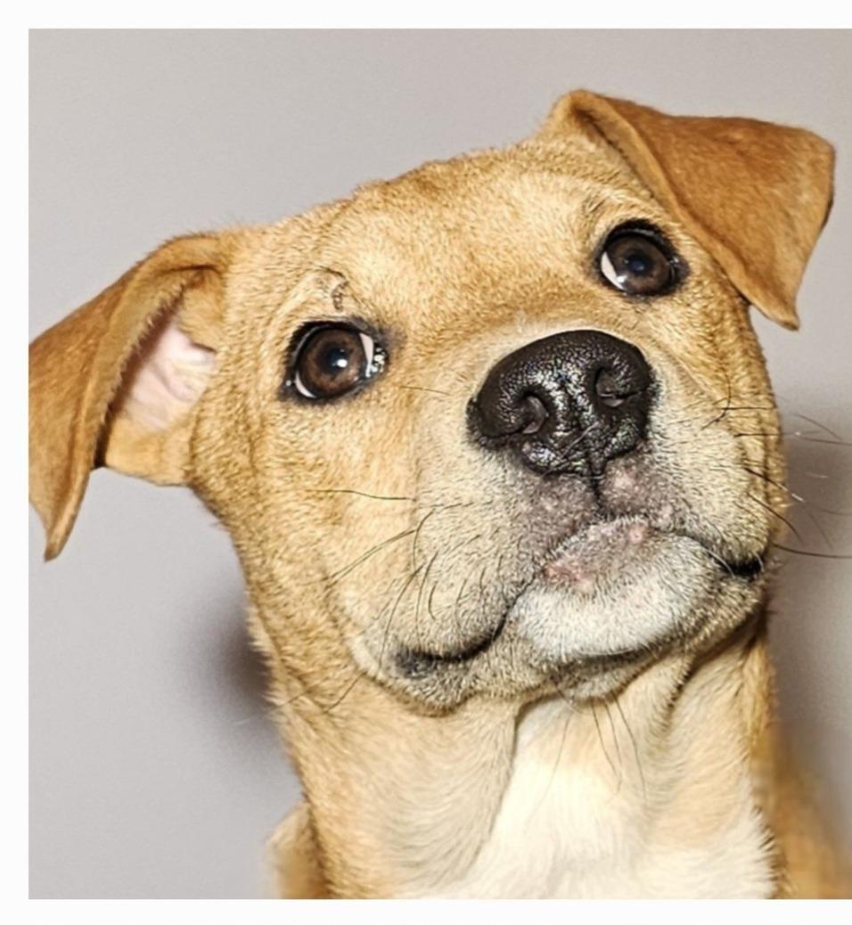 Dog for adoption - Bama, a Mixed Breed in Selma, AL | Petfinder