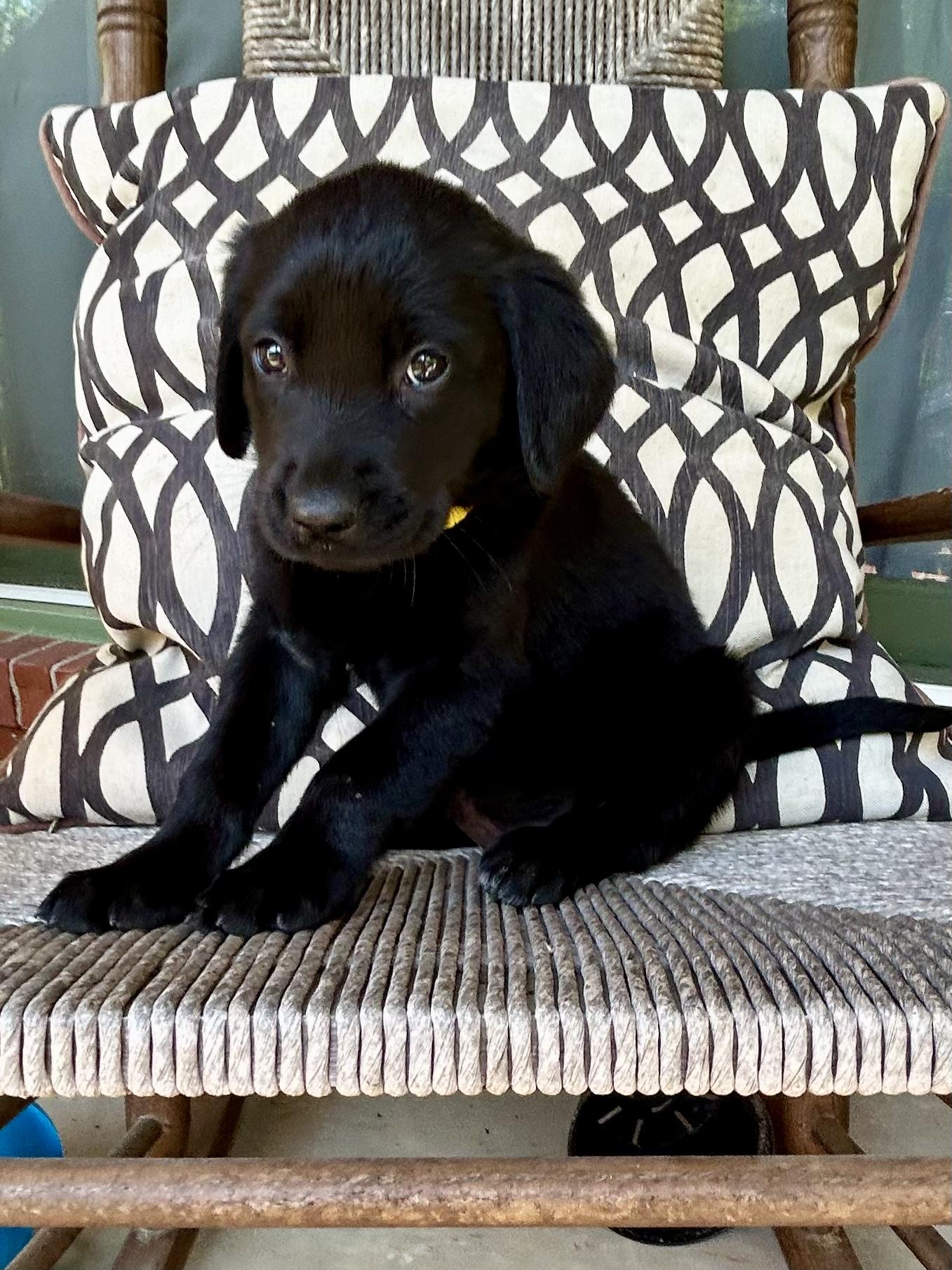 Dog for adoption - HOLLY, a Golden Retriever & Labrador Retriever Mix in Fosters, AL | Petfinder