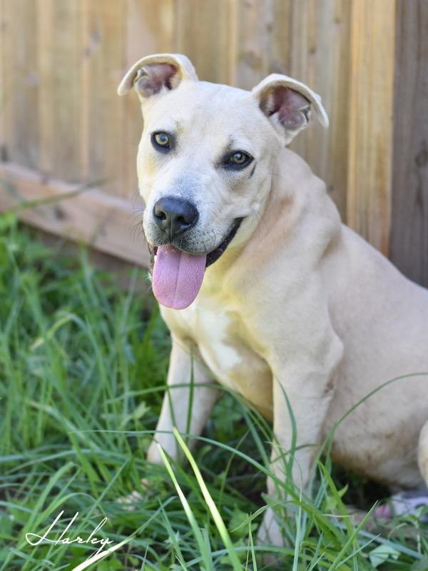 Dog for adoption - Harley, a Labrador Retriever & Terrier Mix in Bellingham, WA | Petfinder
