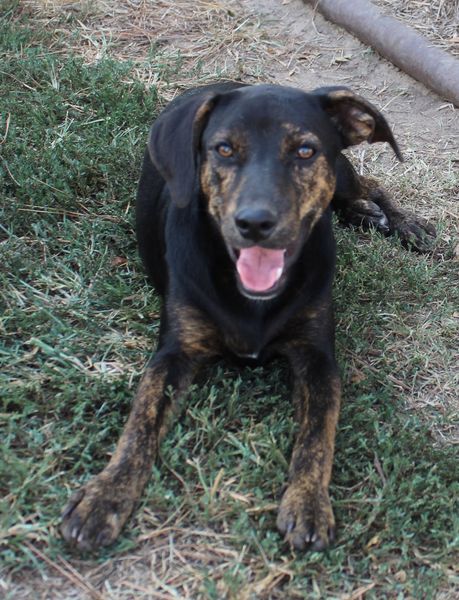 Dog for adoption - Vince, a Labrador Retriever & Shepherd Mix in Okemah ...