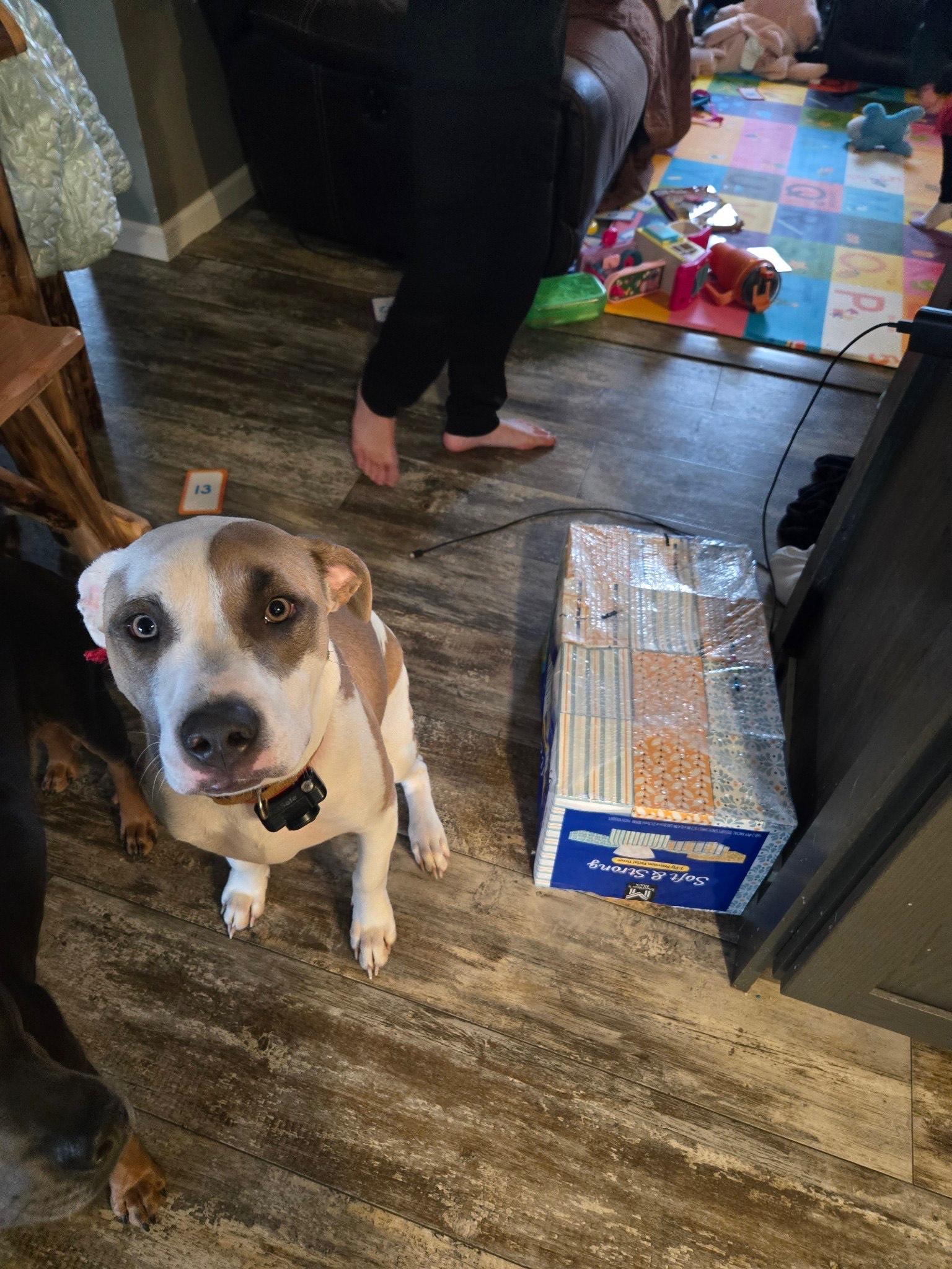 Dog for adoption - Alamo, a Blue Lacy & Terrier Mix in Caldwell, TX ...